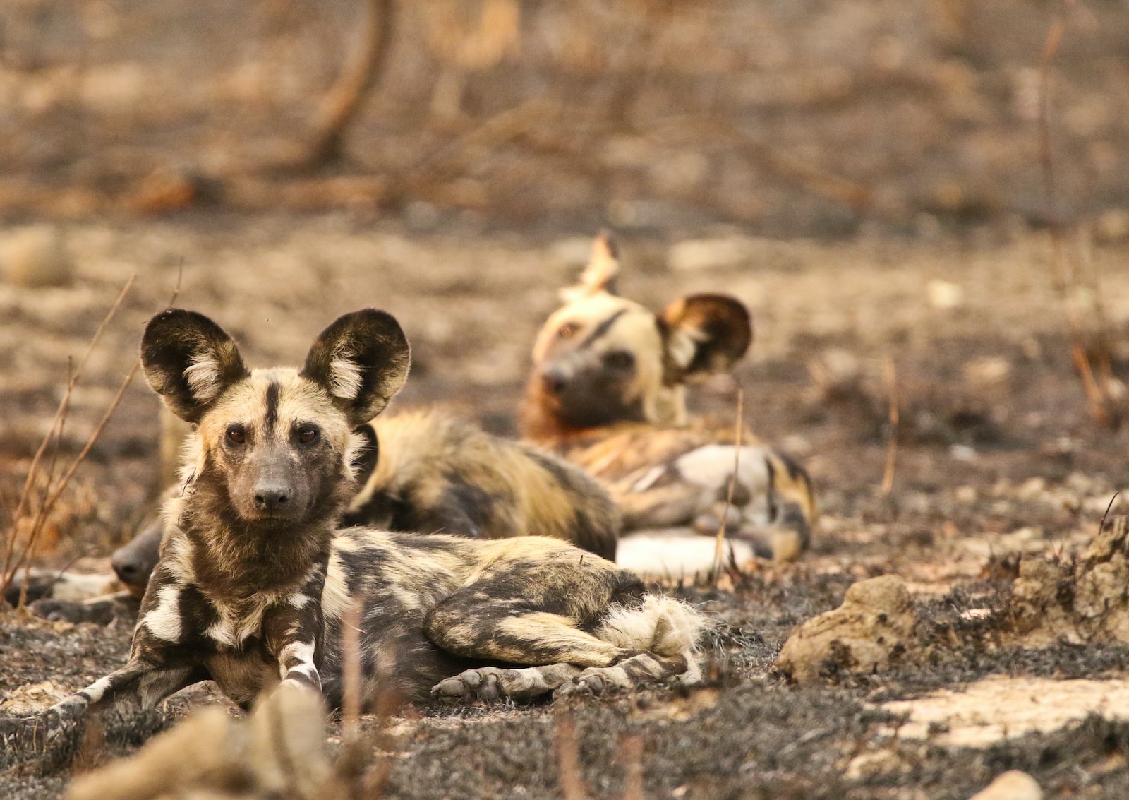 African Wild Dogs | Veterinary Conservation Coalition